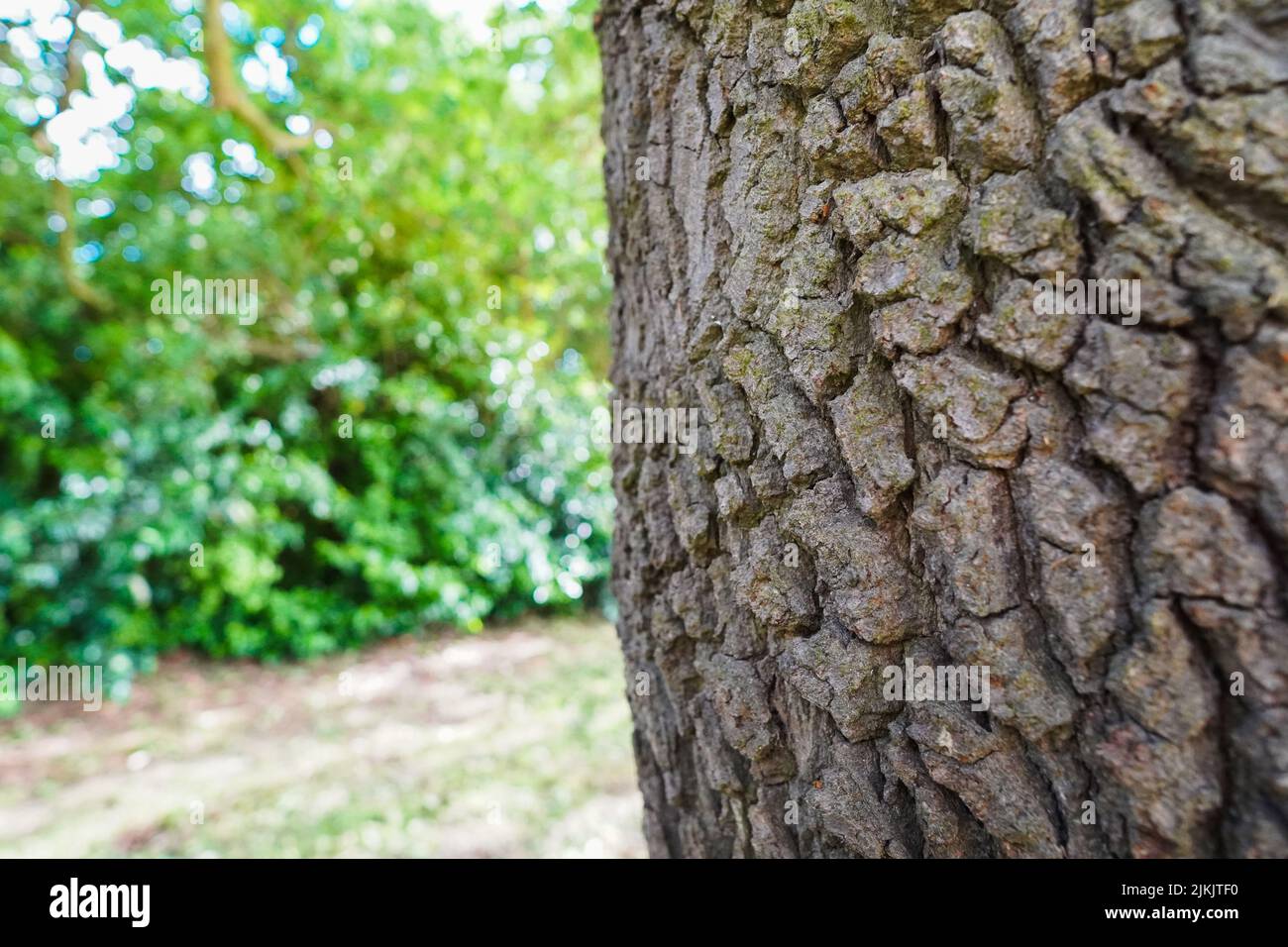 A close-up shot of tree bark in the background of trees Stock Photo - Alamy