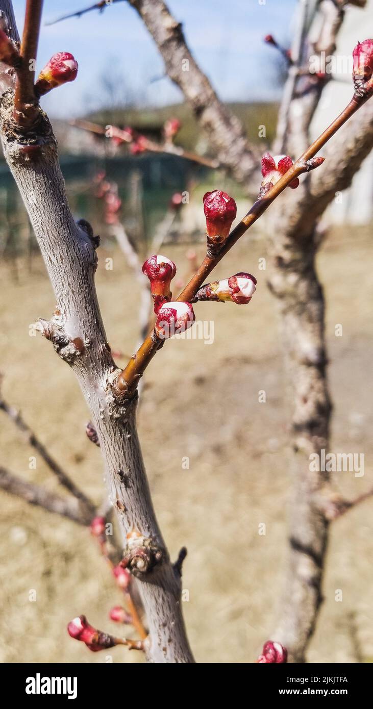 A vertical shot of flower buds on a spring tree branch in the garden ...