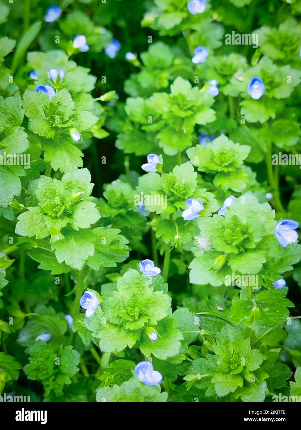 Persian speedwell hi-res stock photography and images - Alamy
