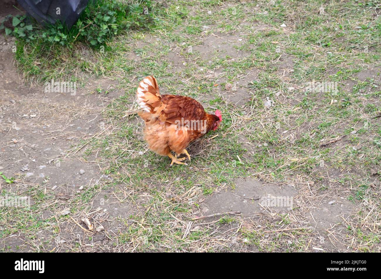 Free-running chicken on an organic farm Stock Photo - Alamy