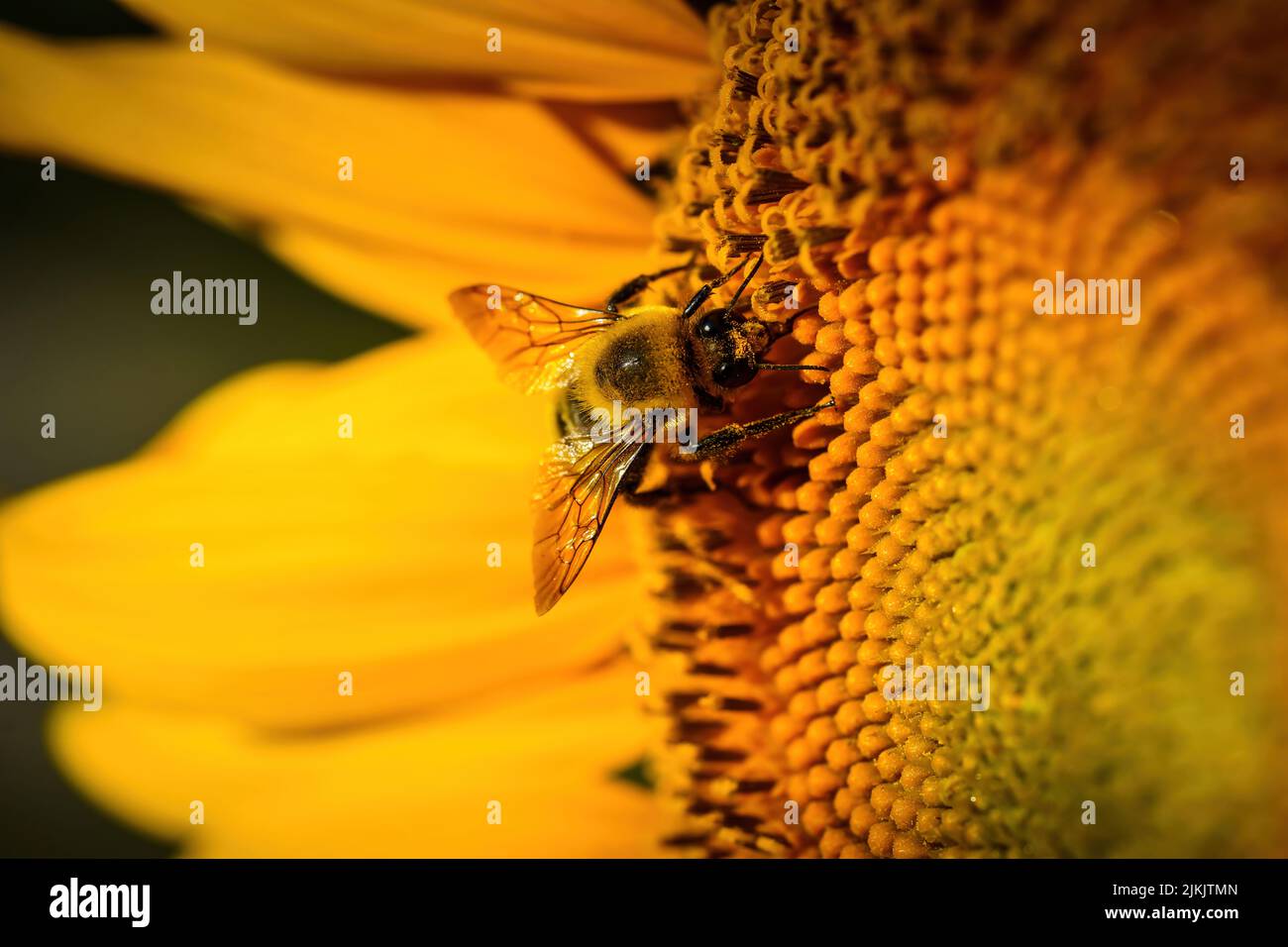 A macro photography of a bee collecting nectar from a sunflower under ...