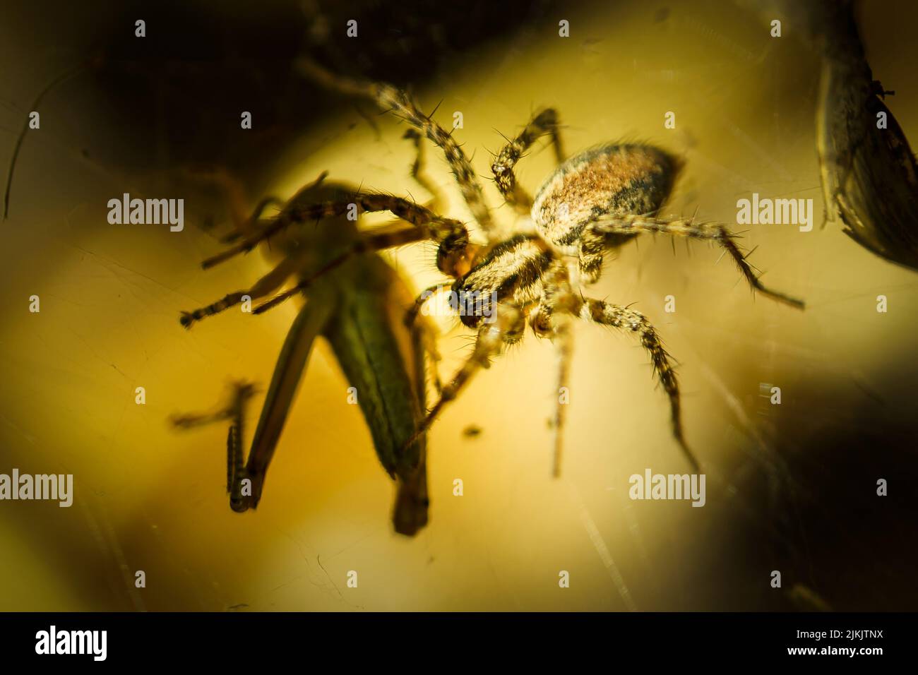 A macro photography of a spider in sunlight with prey in a web Stock ...