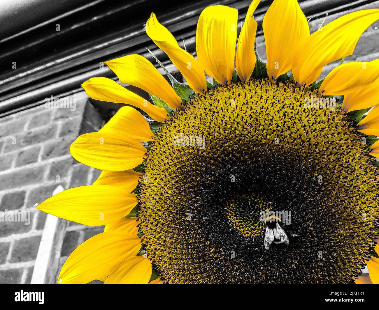 Bumblebee house hi-res stock photography and images - Alamy