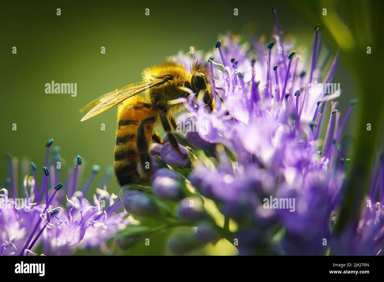 Image of a bee collecting nectar hi-res stock photography and images ...