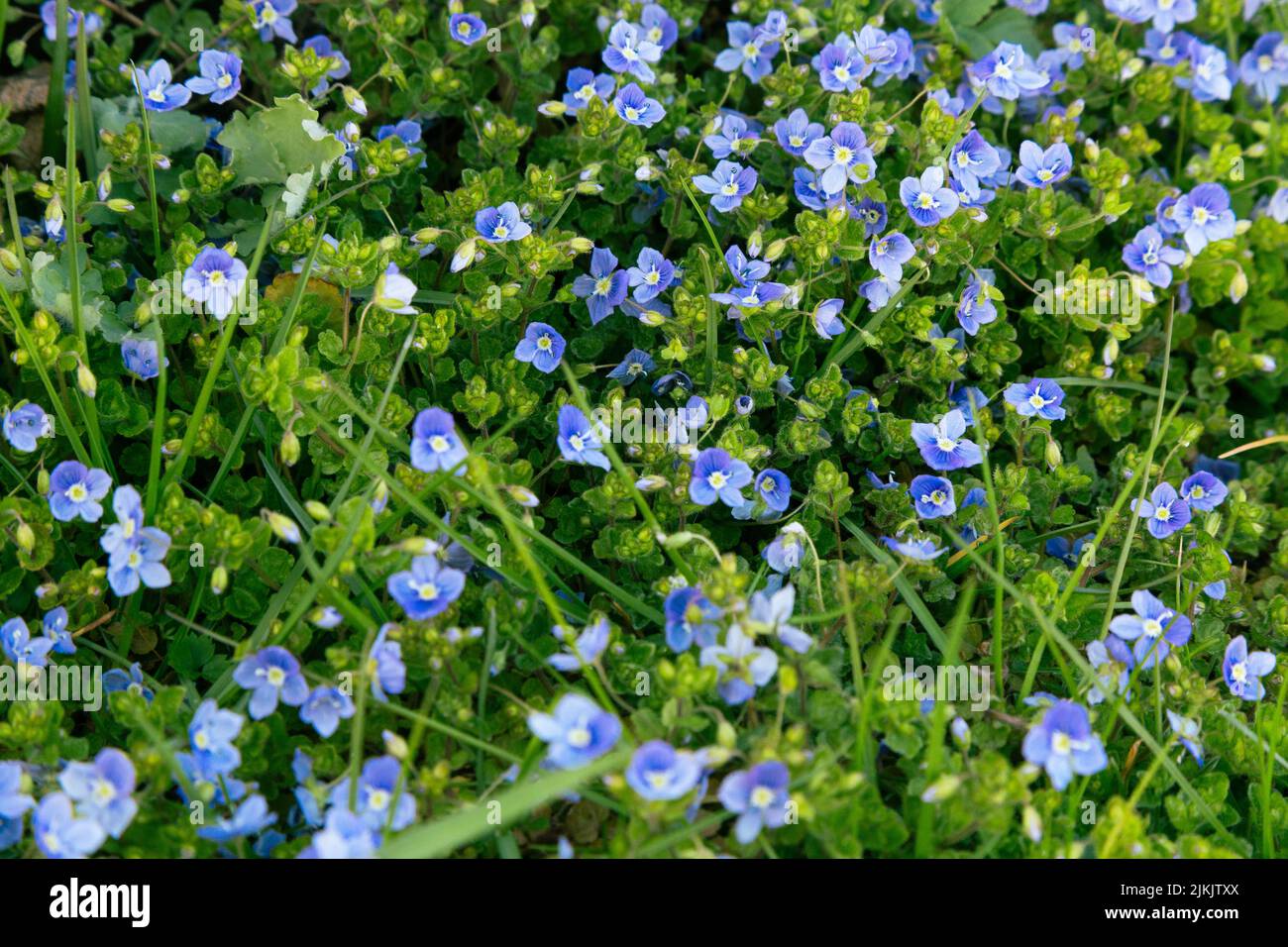 Blue slender speedwell (veronica filiformis) flowers in a garden in ...