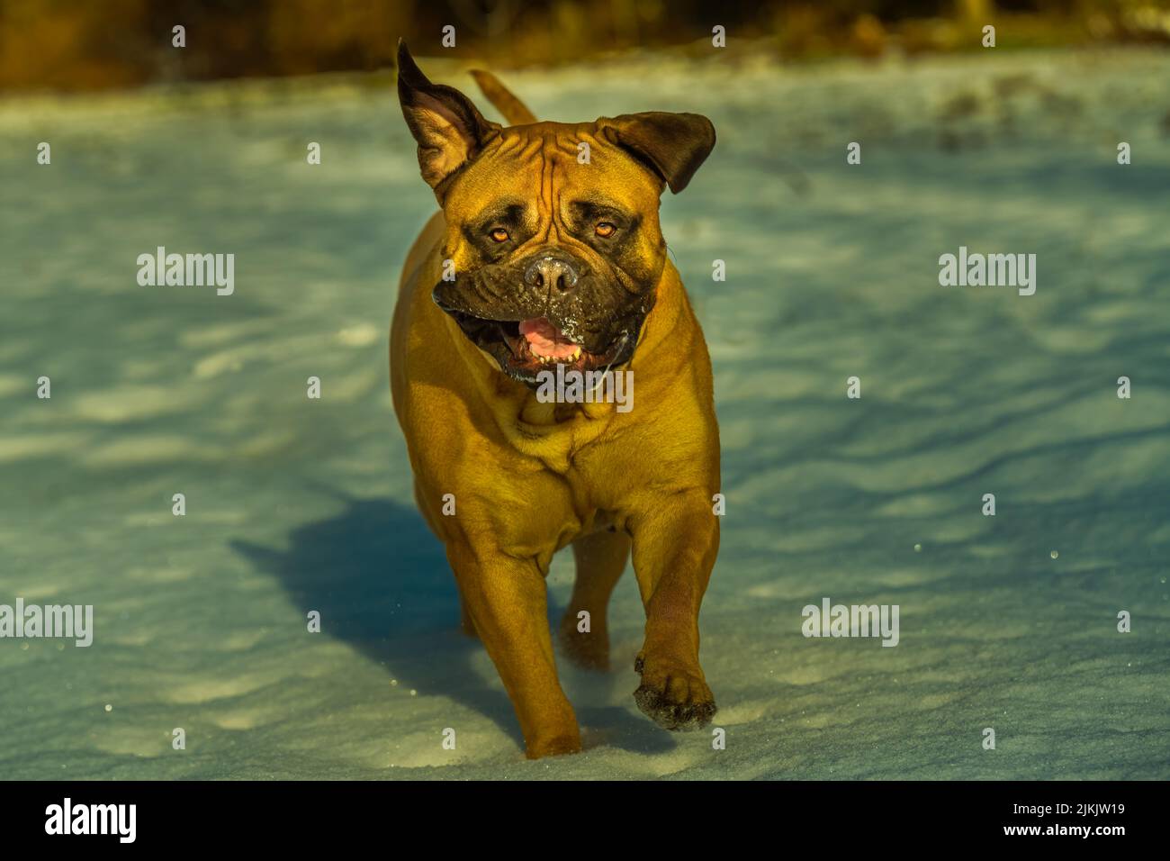 Bulldog puppy running hi-res stock photography and images - Alamy