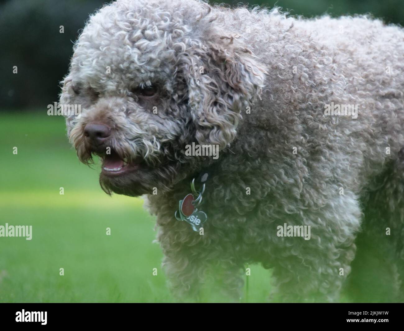 A closeup of a brown furry Lagotto Romagnolo dog looking angry with its ...