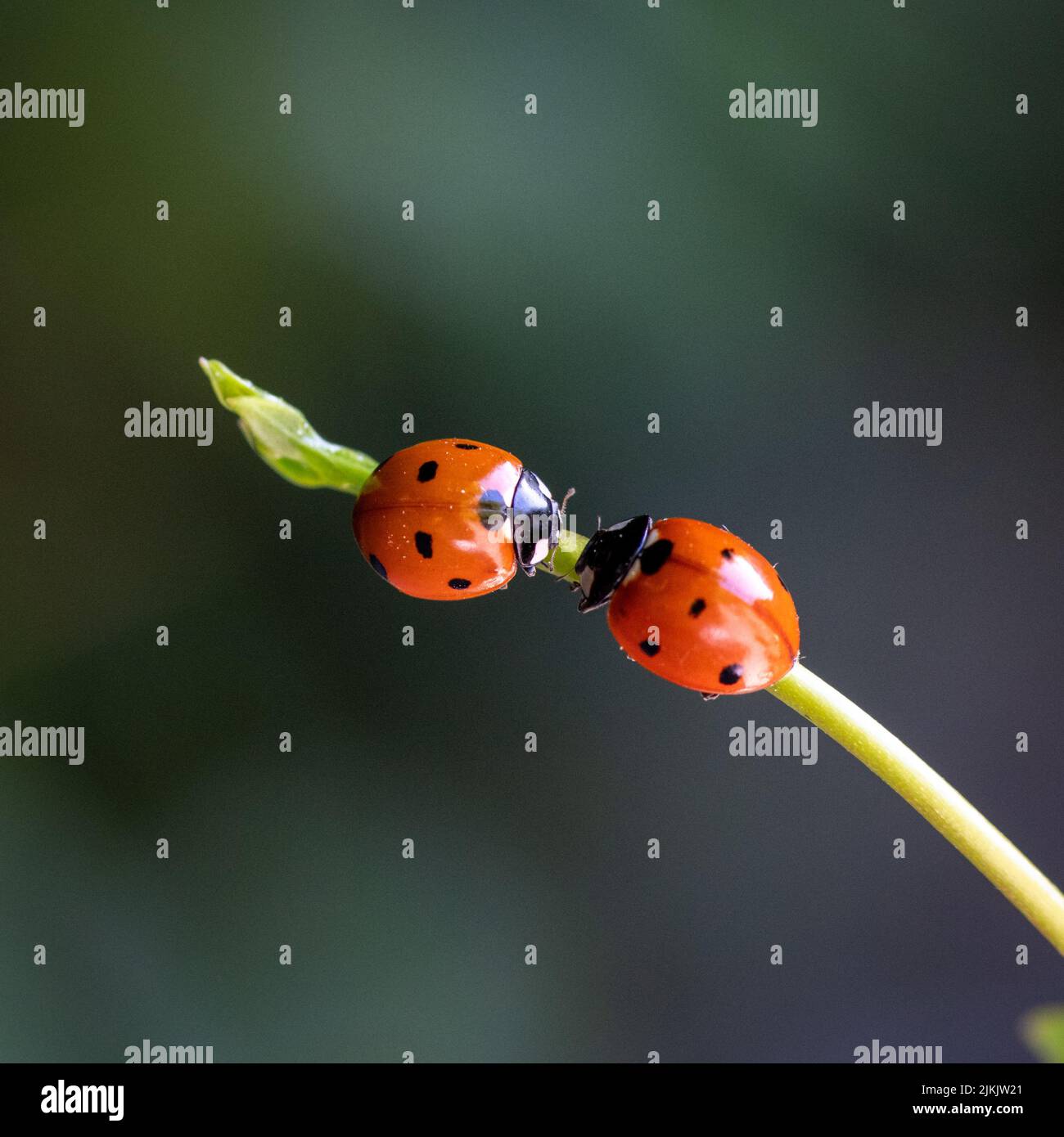 Ladybugs on branch hi-res stock photography and images - Alamy