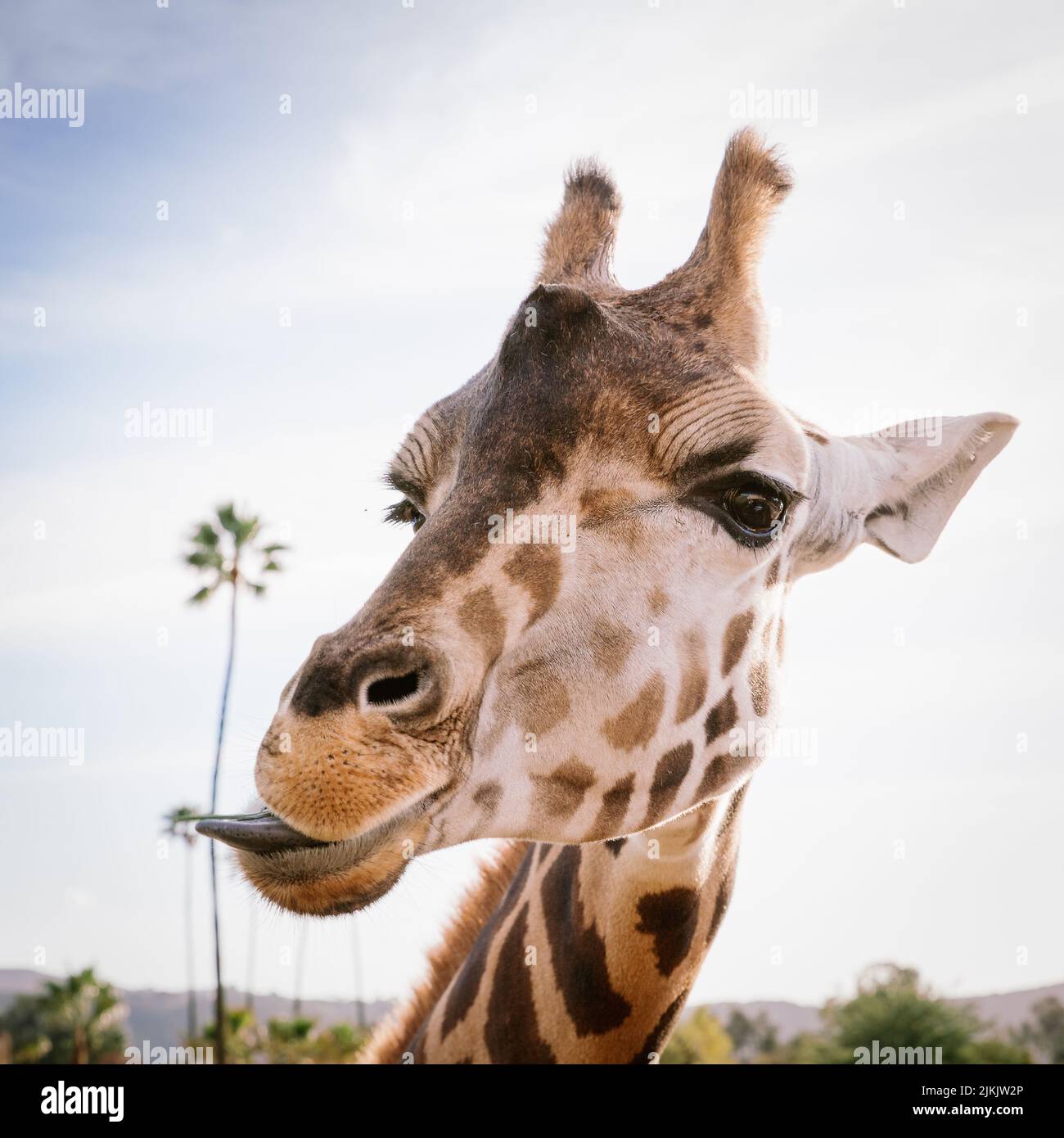 A portrait of a cute giraffe eating a leaf Stock Photo - Alamy