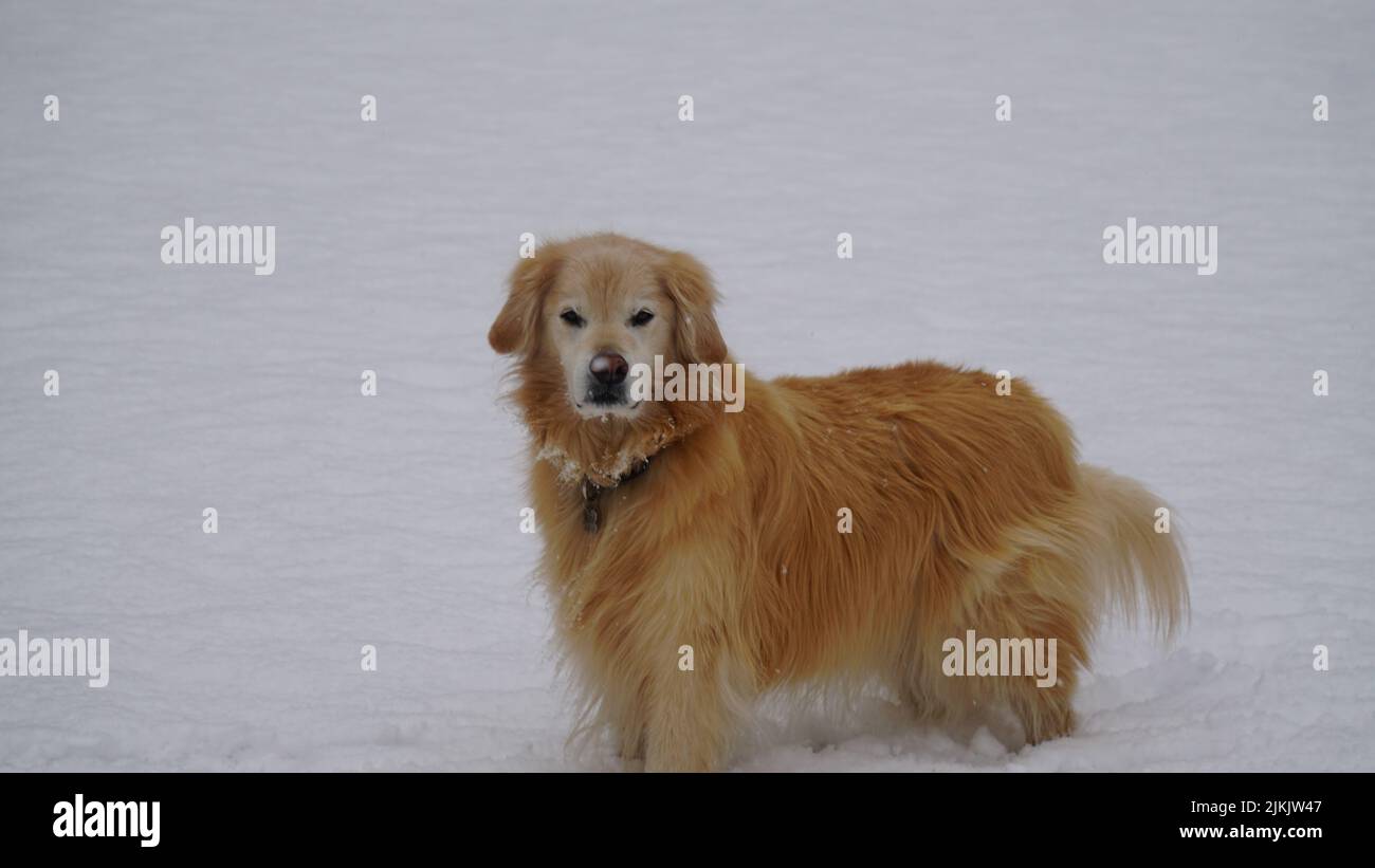 Serious looking dog hi-res stock photography and images - Alamy