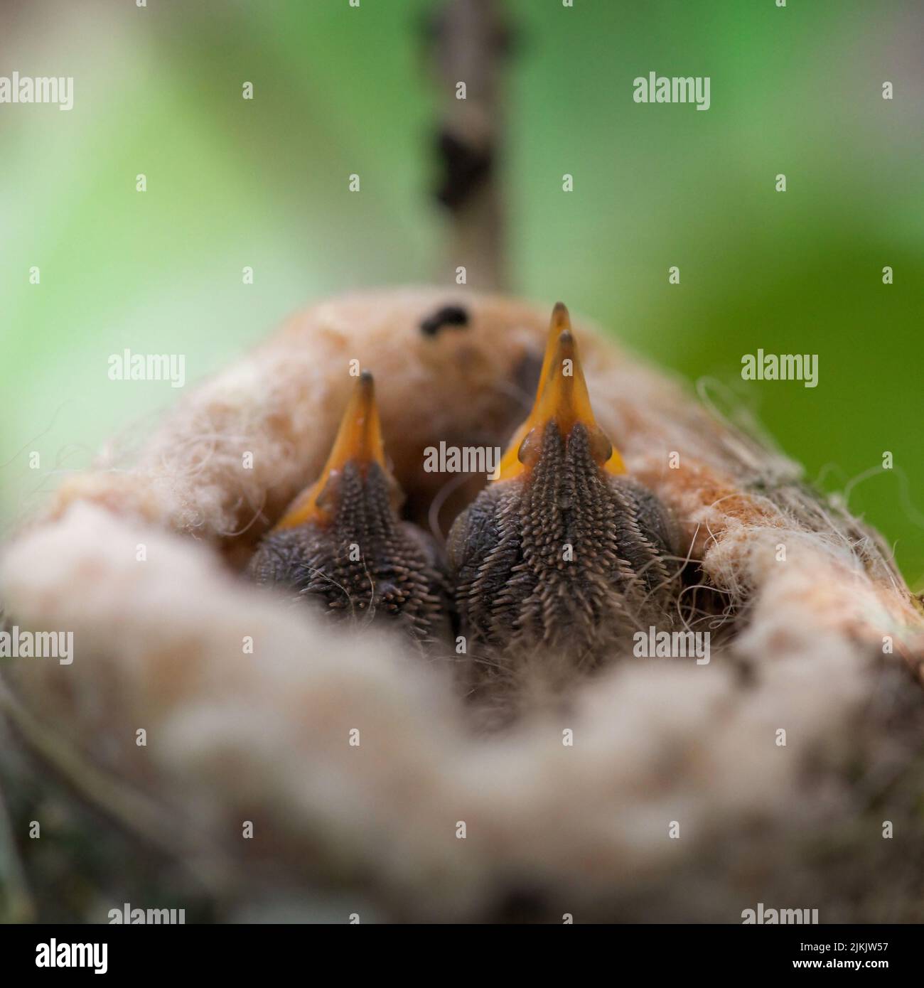 Closeup birds in nest hi-res stock photography and images - Alamy