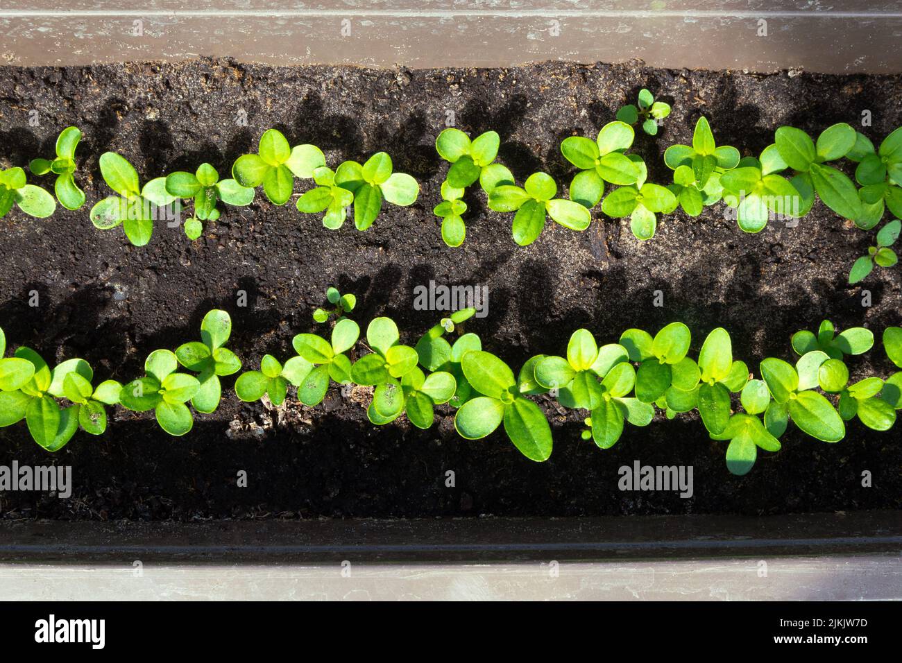 Small zinnia sprouts in a plastic seedling box in spring Stock Photo ...