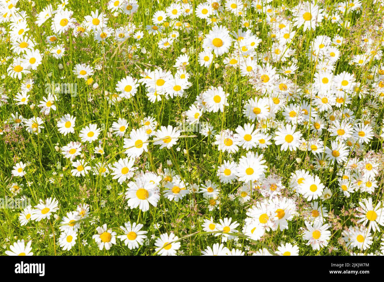 Blooming daisies (leucanthemum vulgare) in a meadow in summer Stock ...