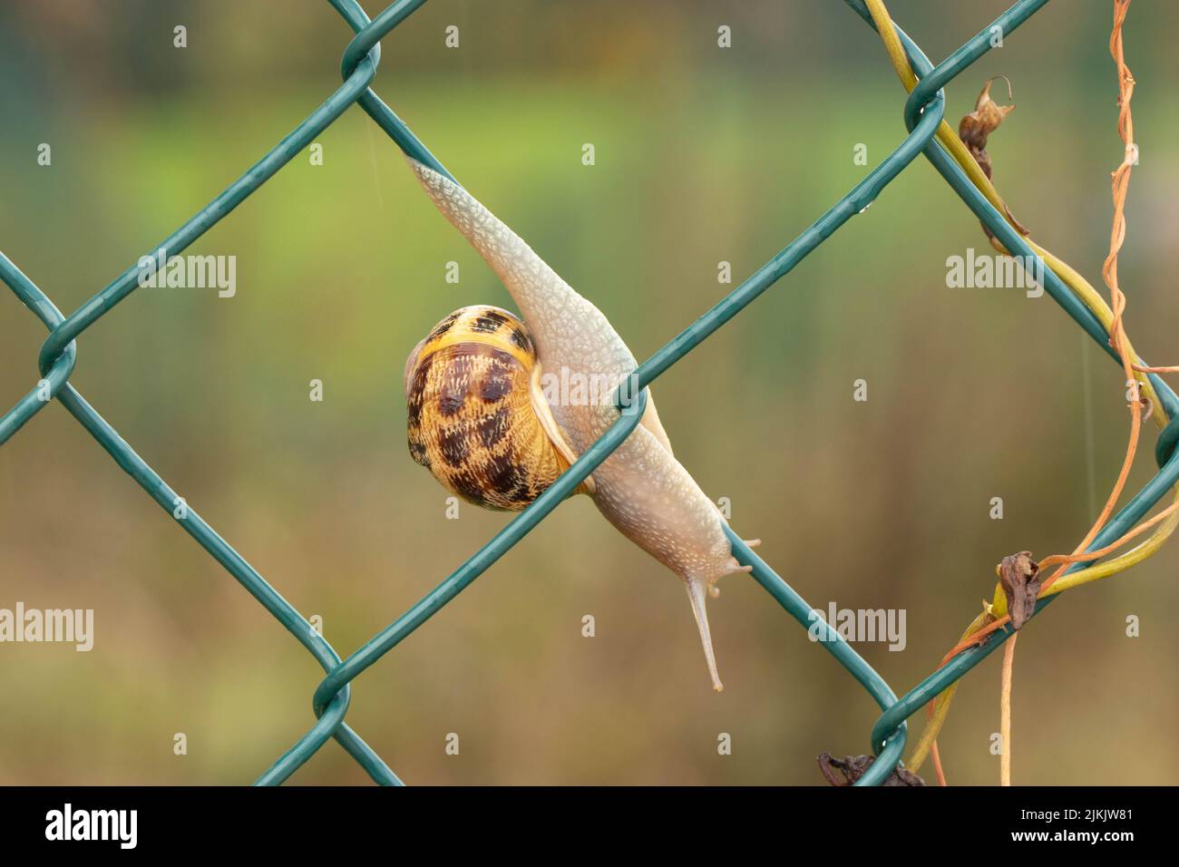 A closeup of small snail on a cyclone wire fence Stock Photo - Alamy