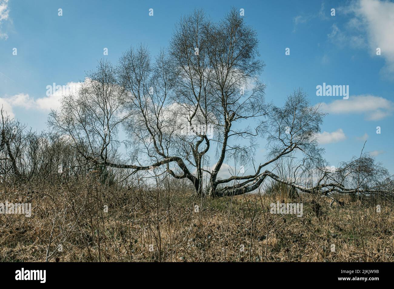 Winding in a tree hi-res stock photography and images - Alamy