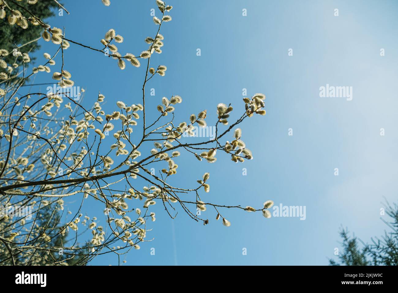 Branches of salix caprea hi-res stock photography and images - Alamy