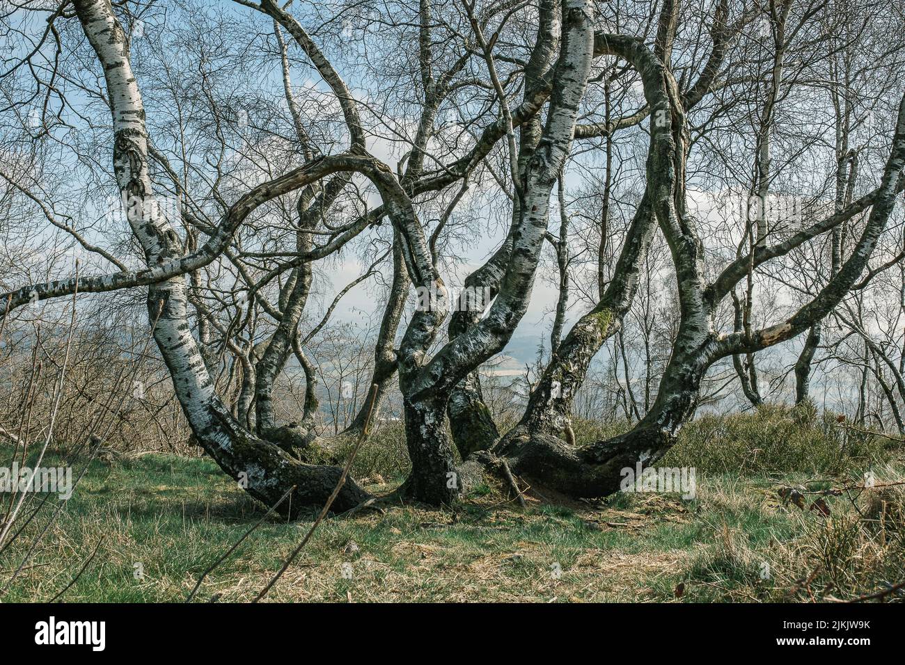 A unique leaning birch trees with curved branches in the forest Stock ...