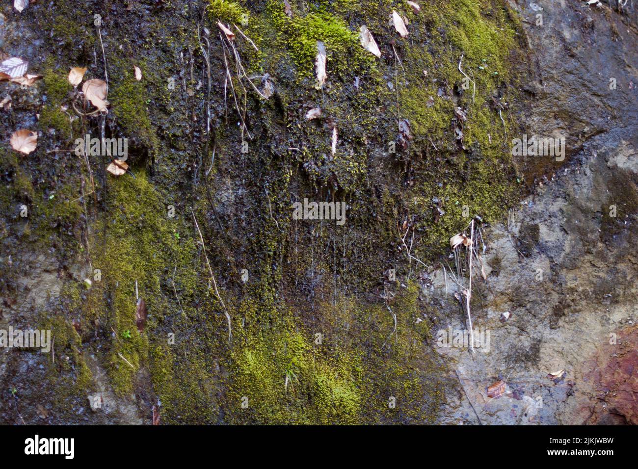 A moss-covered rock texture background in the forest Stock Photo - Alamy