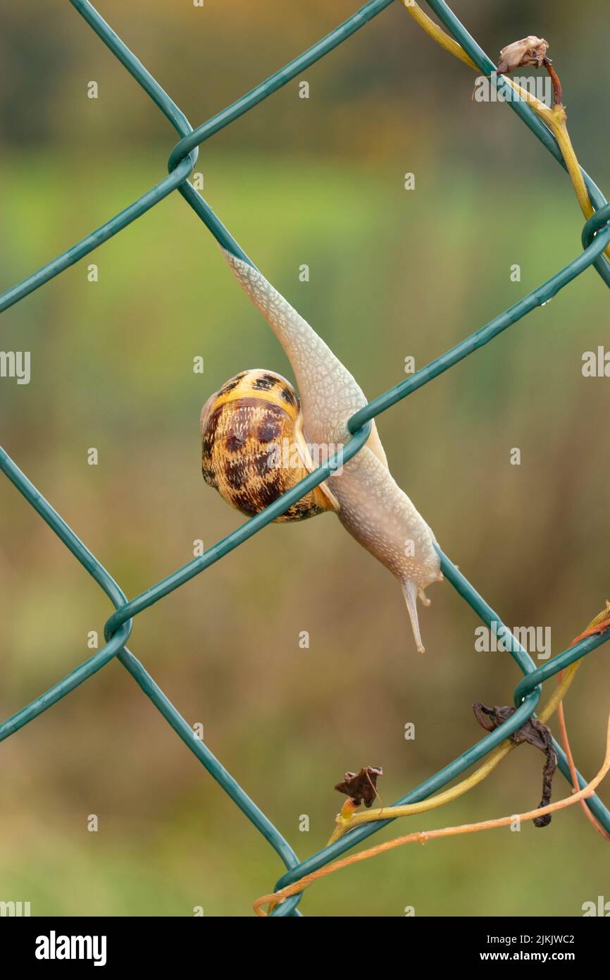 A closeup of small snail on a cyclone wire fence Stock Photo - Alamy