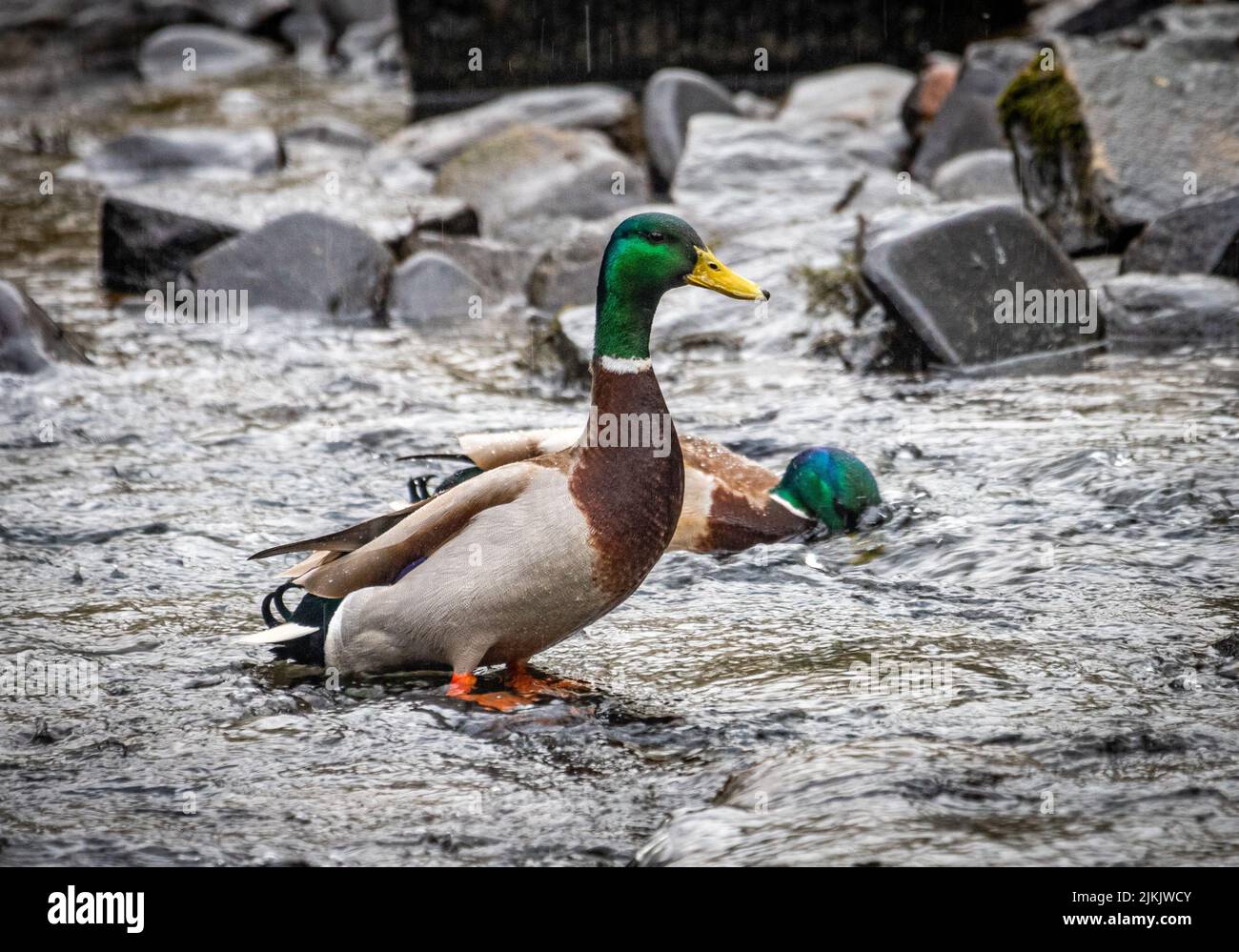 Tail feathers curl hi-res stock photography and images - Alamy