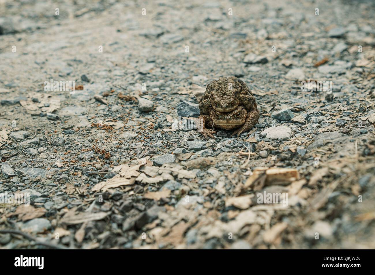 A closeup of frogs mating on the ground Stock Photo - Alamy