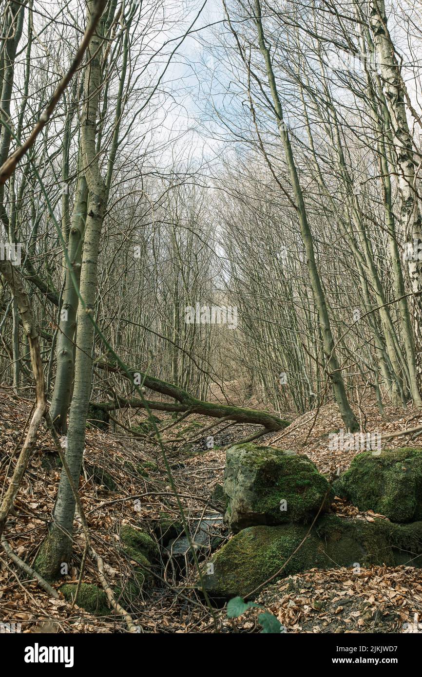 Moss rocks trees hi-res stock photography and images - Alamy