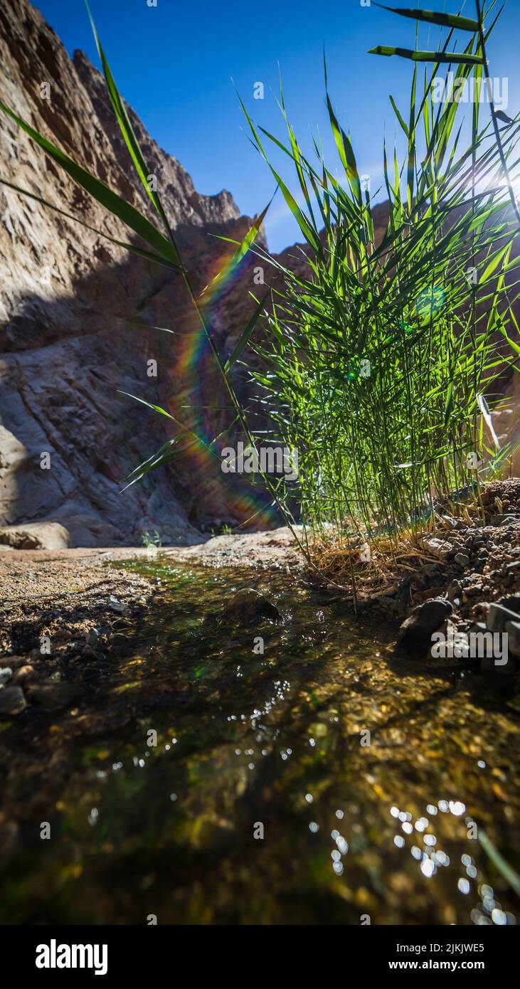 A vertical closeup of the reed against the sunlight Stock Photo - Alamy