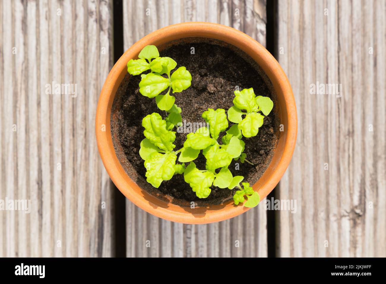 Fresh young basil (ocimum basilicum) sprouts in a terracotta pot ...