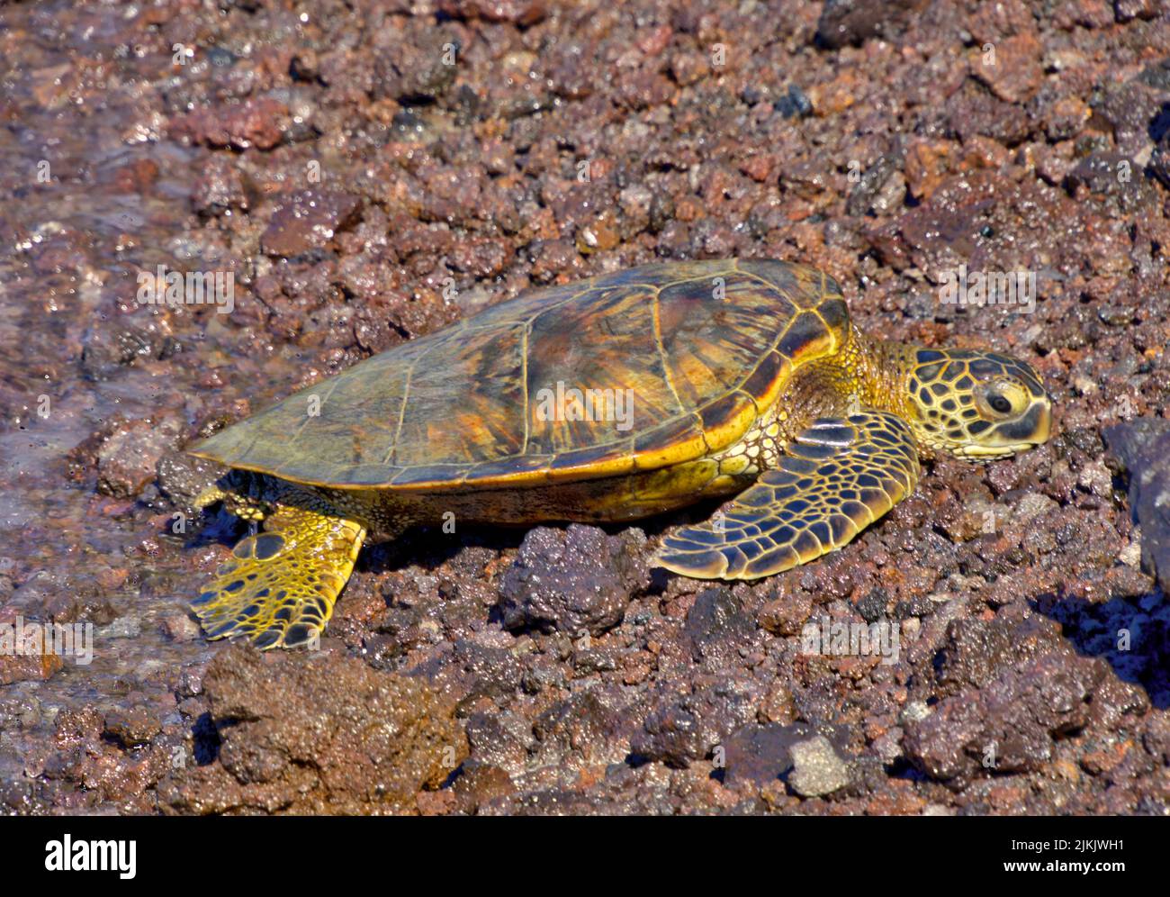 A giant turtle lying on stones under sunlight Stock Photo - Alamy