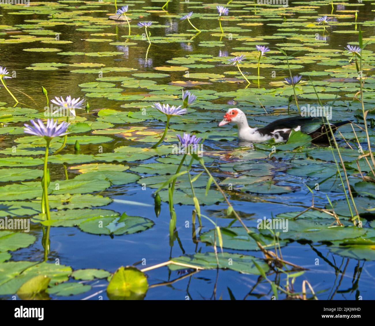 A Muscovy duck floating in a pond Stock Photo - Alamy