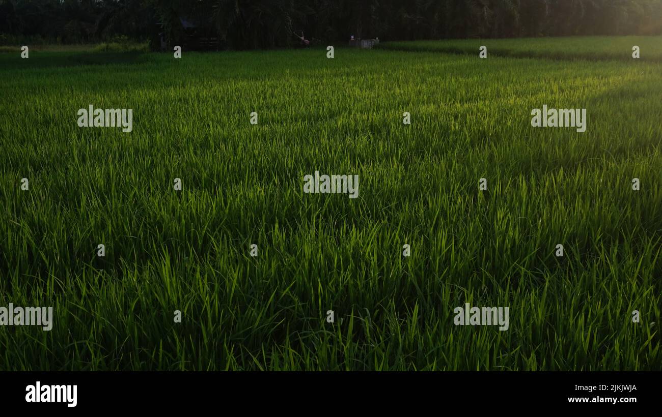 A closeup shot of the green rice plants in the field during sunset ...