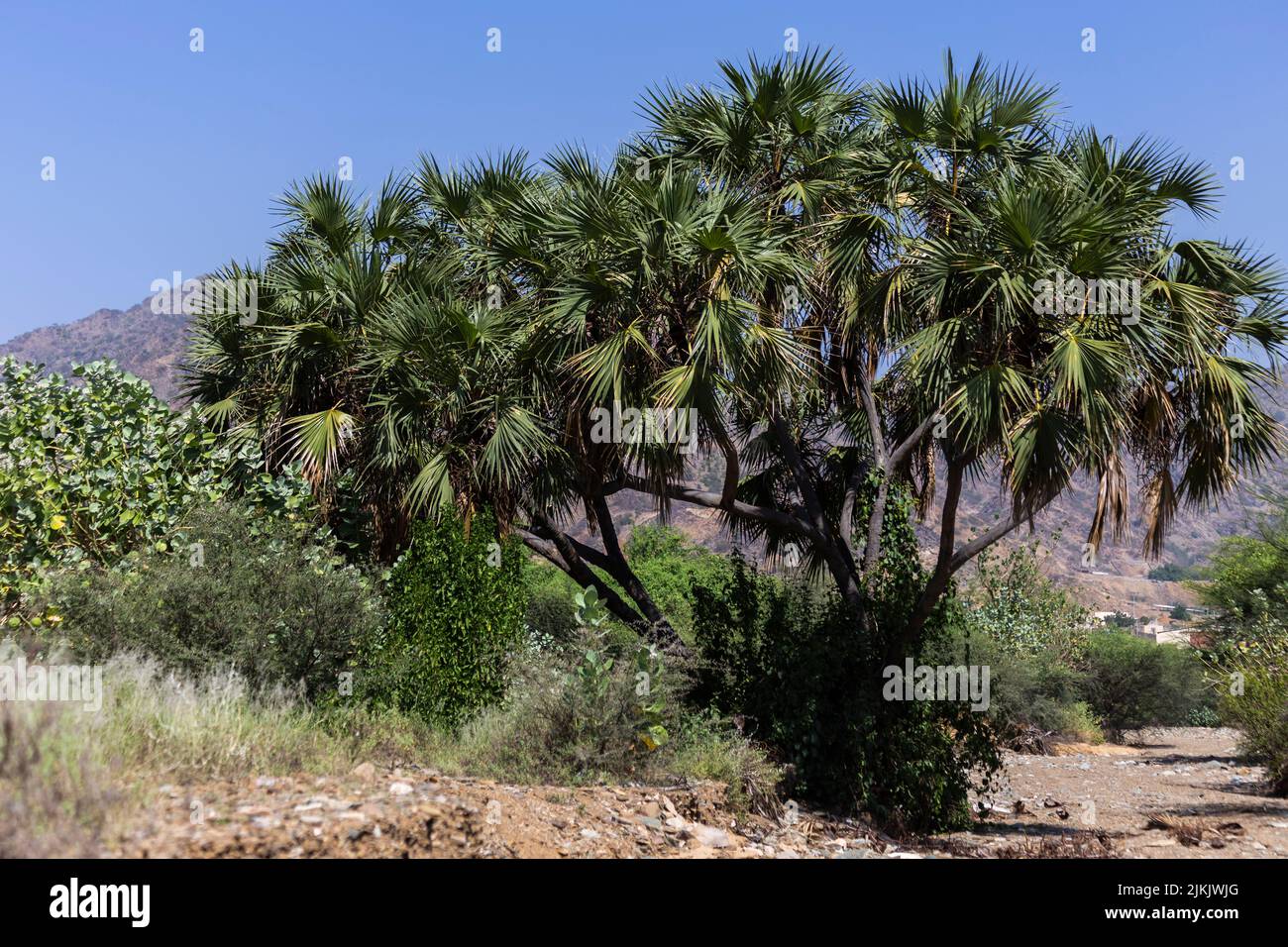 The Hyphaene thebaica, common names doum palm, gingerbread tree Stock ...
