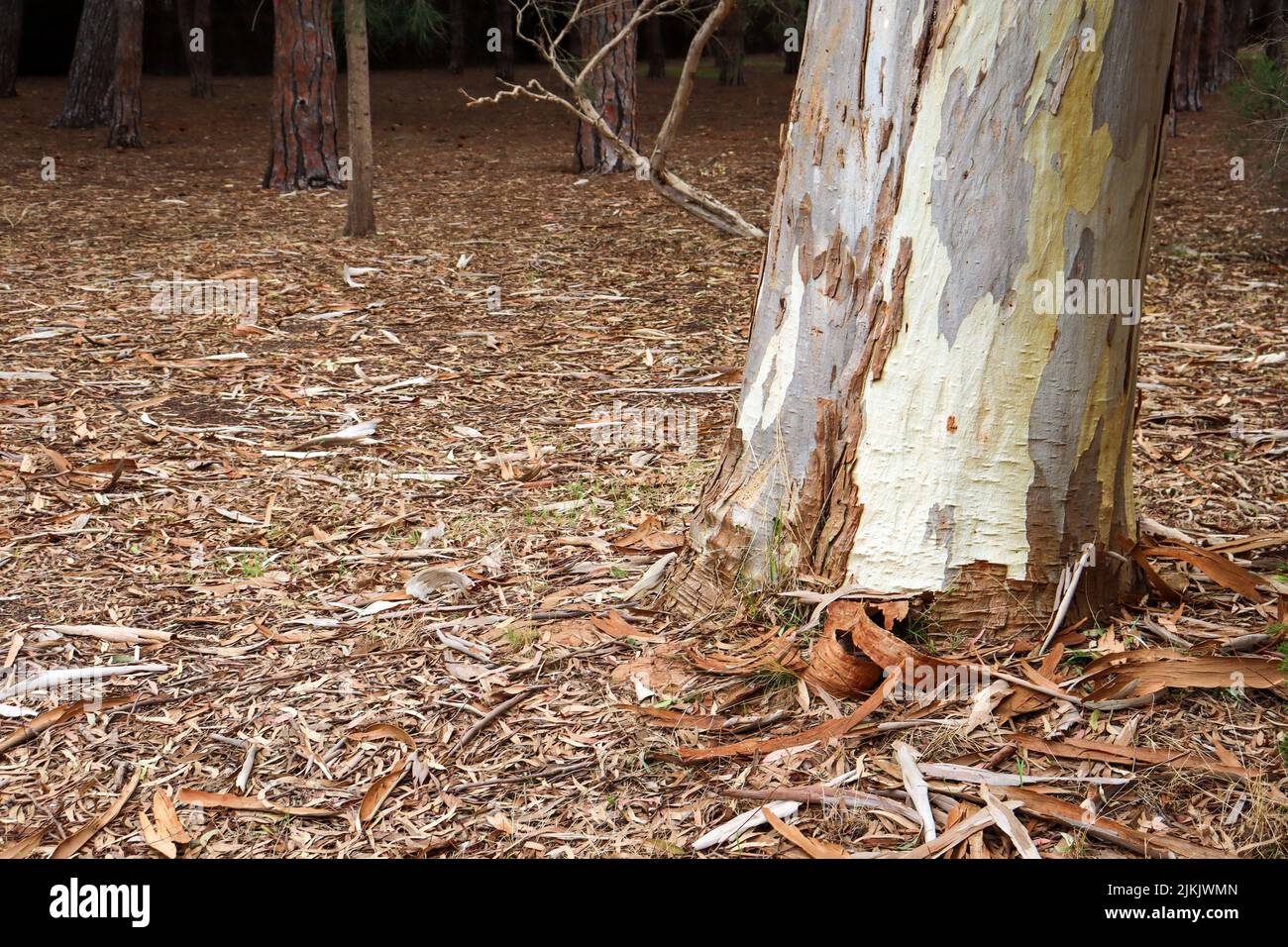 Tree trunk of a eucalyptus tree hi-res stock photography and images - Alamy