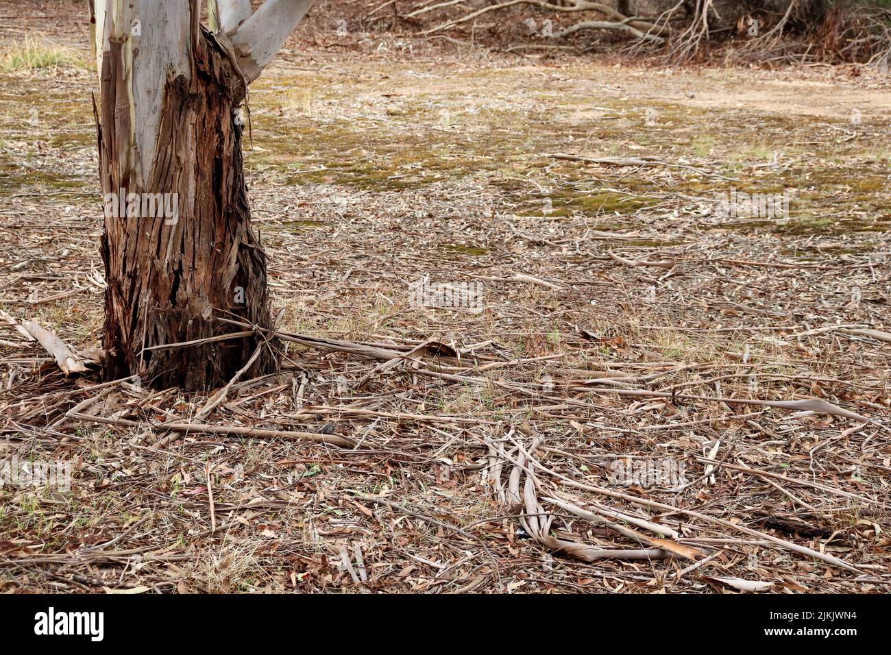 Tree trunk of a eucalyptus tree hi-res stock photography and images - Alamy