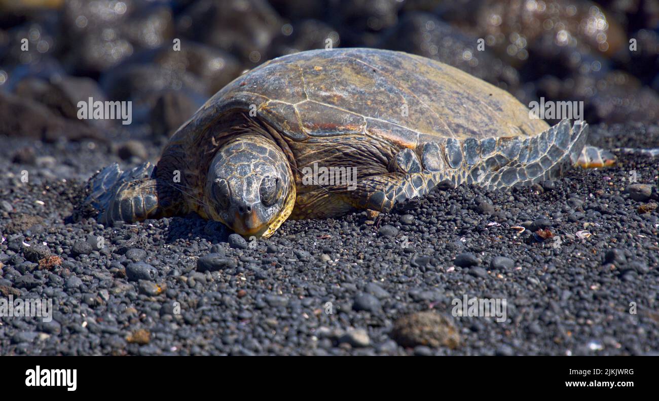 A giant turtle lying on stones under sunlight Stock Photo - Alamy