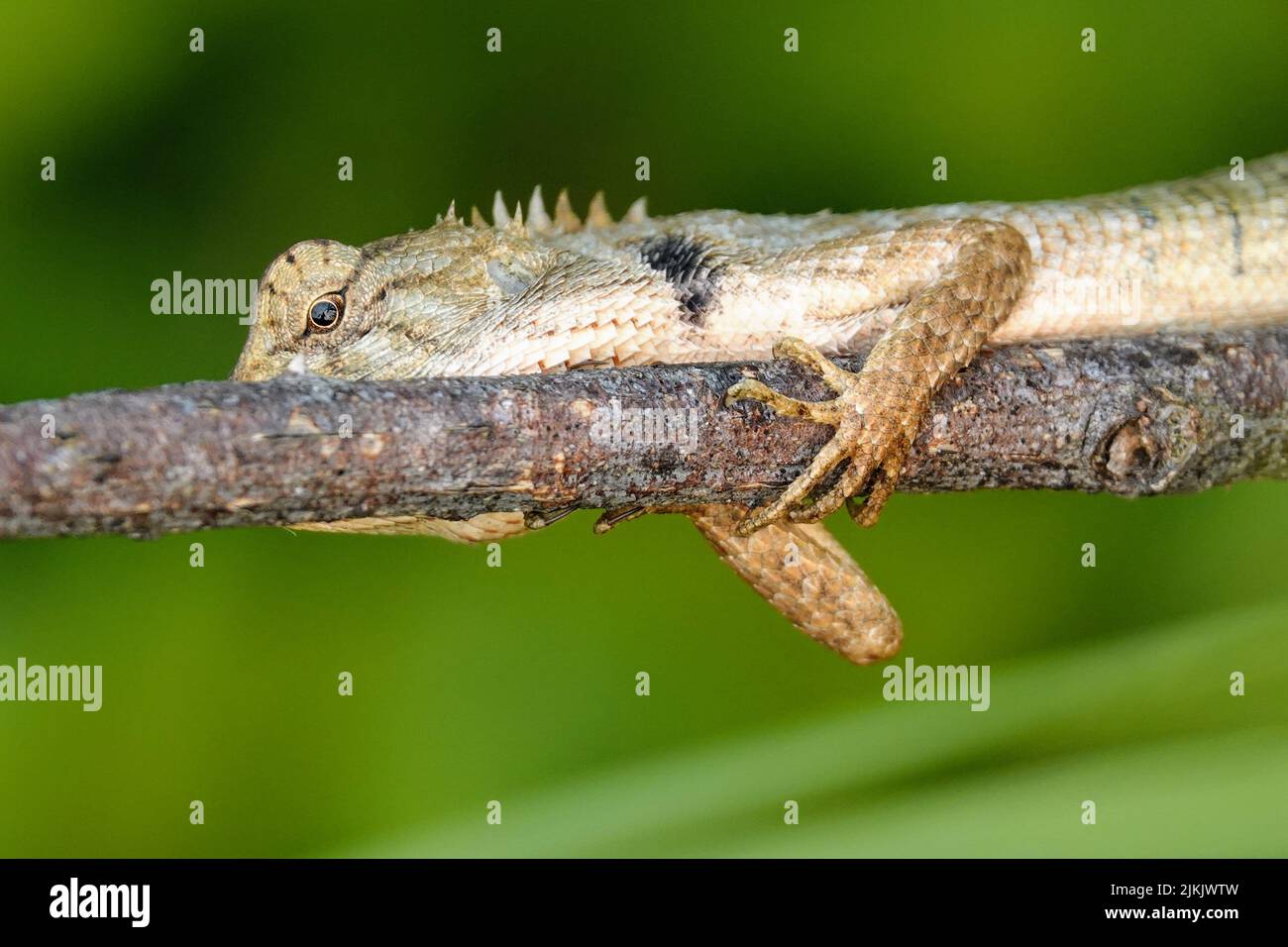 A selective of a lizard on a branch Stock Photo - Alamy