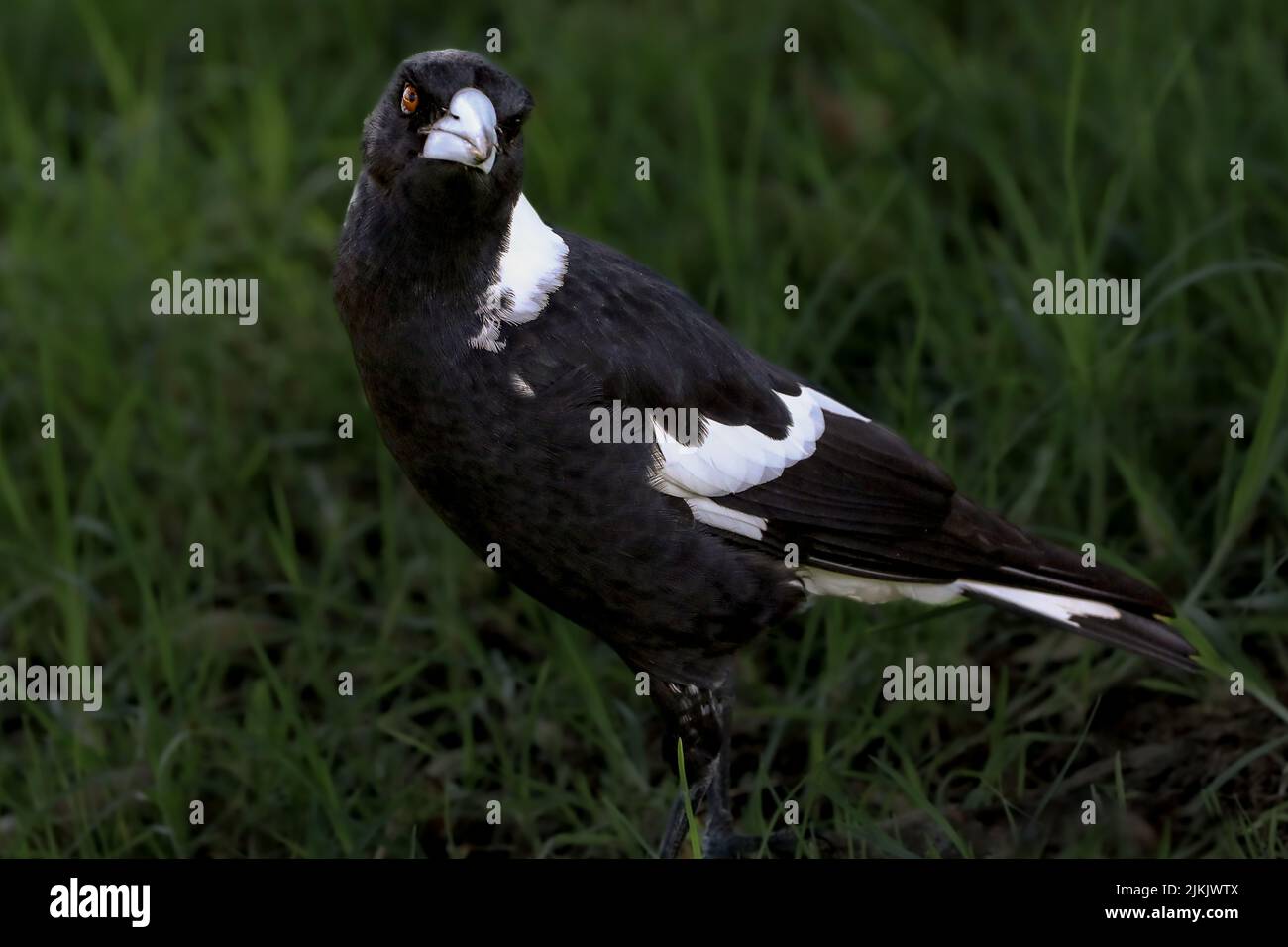 A magpie standing on the grass on a blurred background Stock Photo - Alamy
