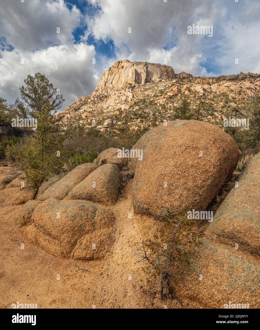 Vertical shot rock plants hi-res stock photography and images - Alamy