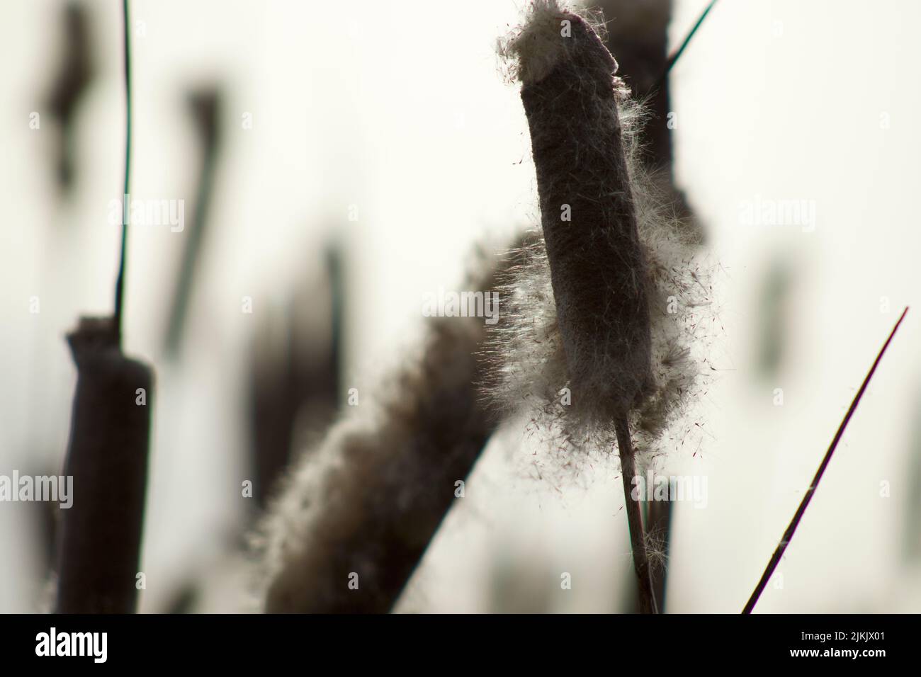 Typha latifolia flower hi-res stock photography and images - Alamy