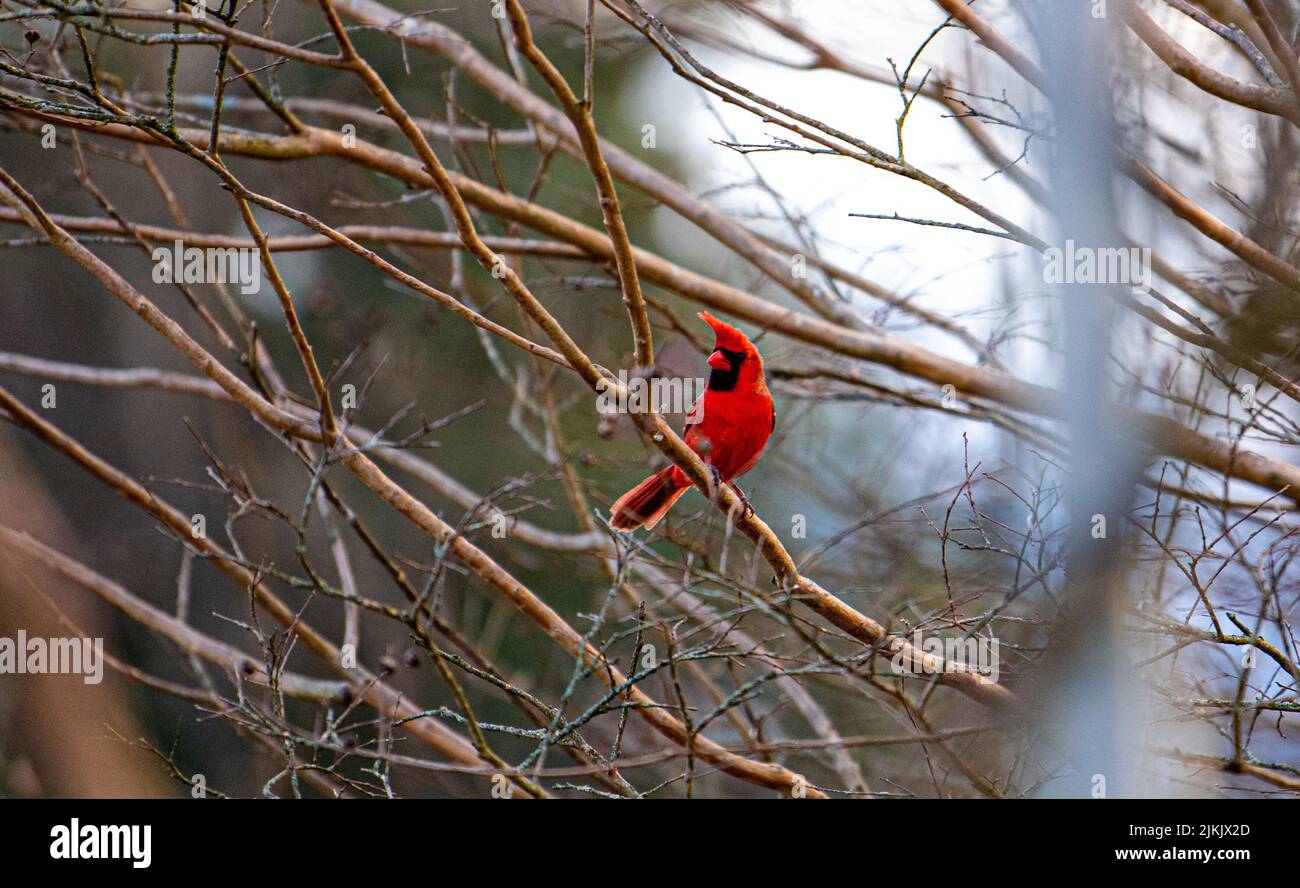 A little common cardinal bird (Cardinalis cardinalis) sitting on a tree ...
