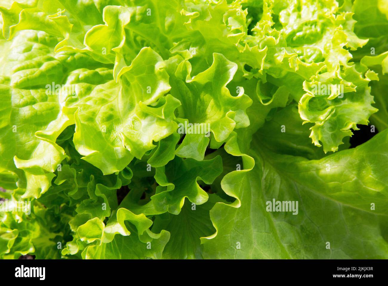 Close up of a homegrown lettuce in a garden Stock Photo - Alamy