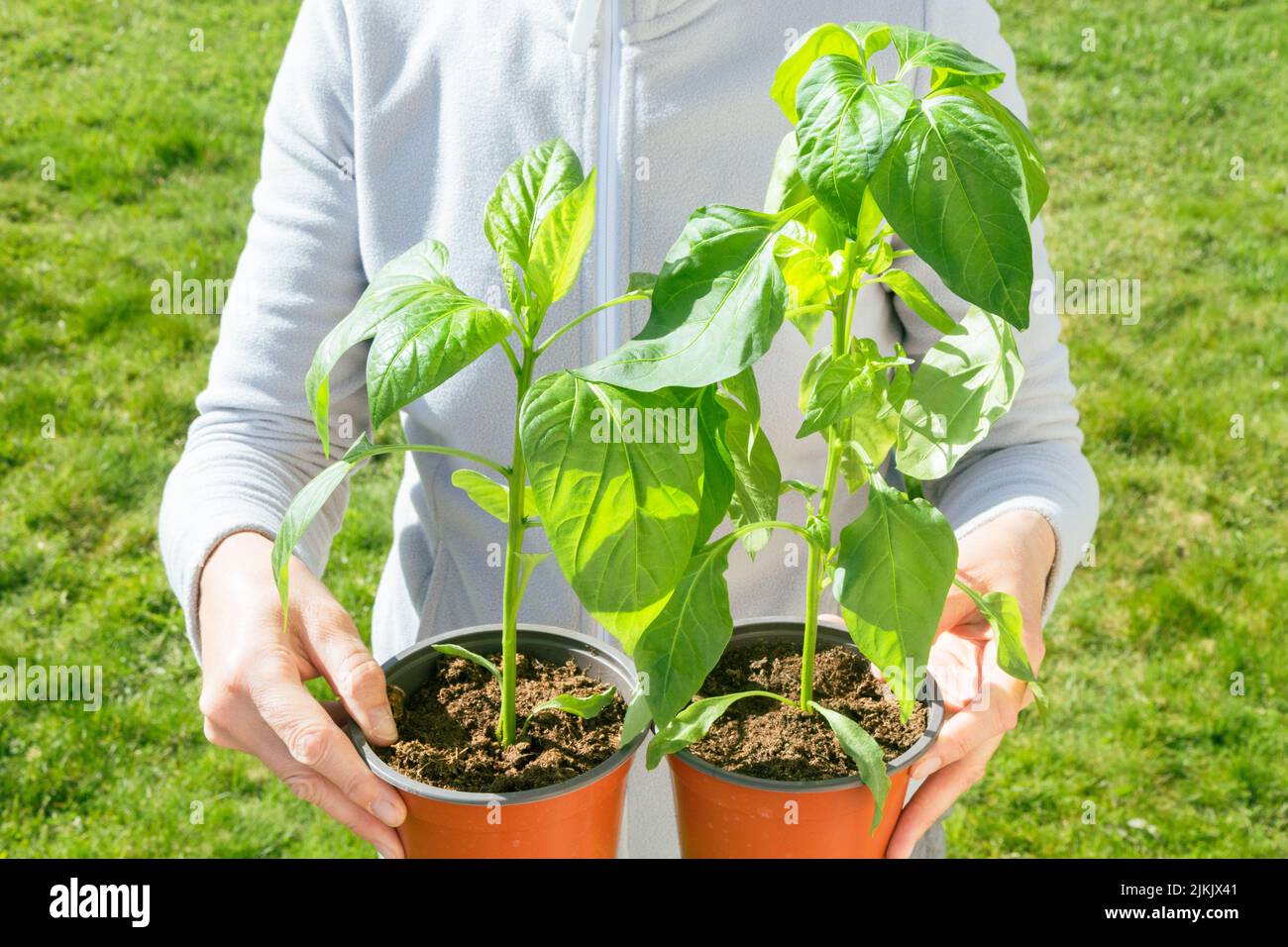 A gardener holding pots of capsicum plants against a green grass ...