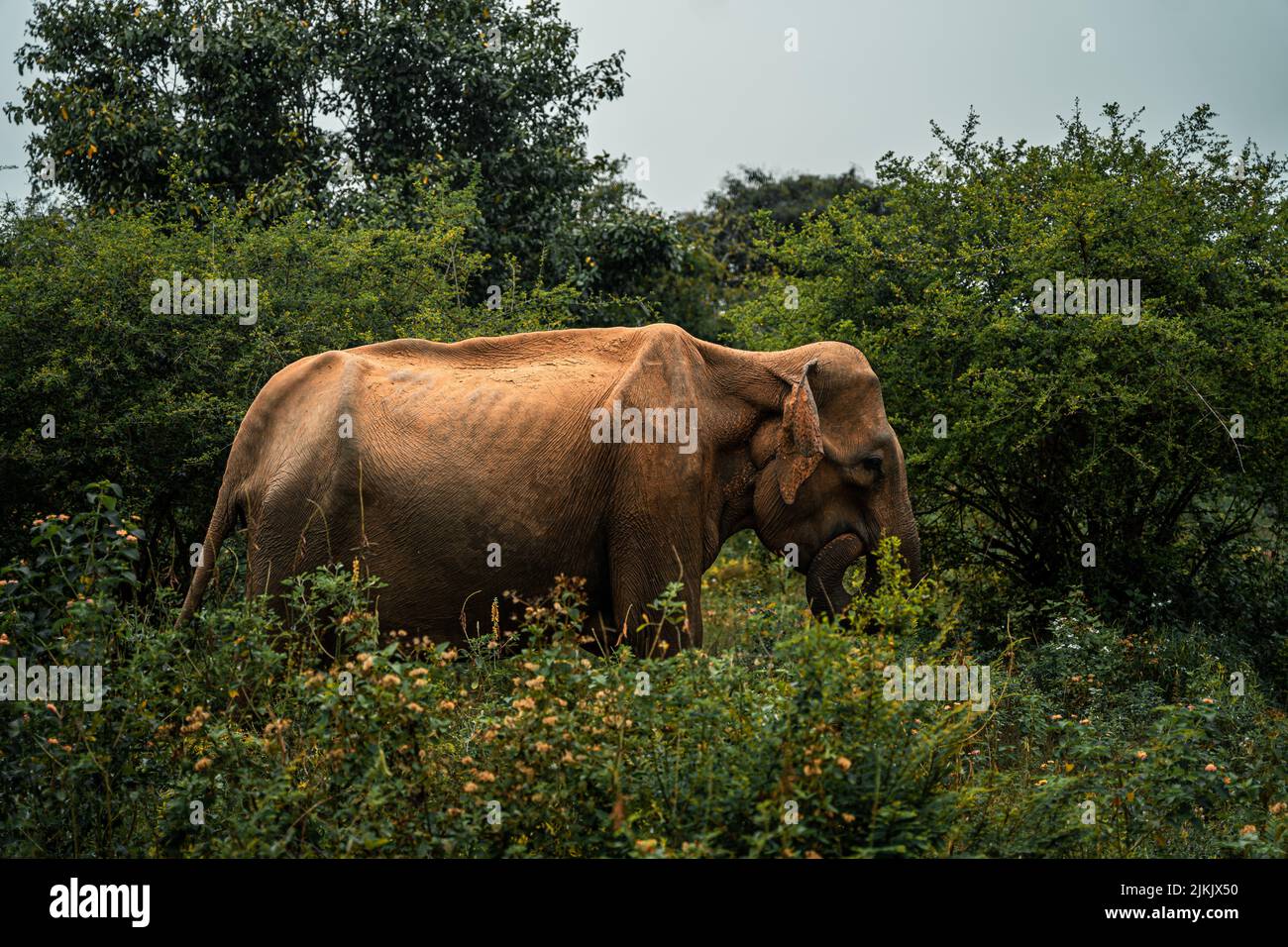 A malnourished thin brown elephant on a Sri Lankan Safari Stock Photo ...