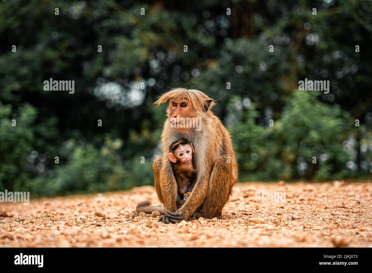 A brown Bonobo monkey hugging her baby monkey on a Sri Lankan safari ...