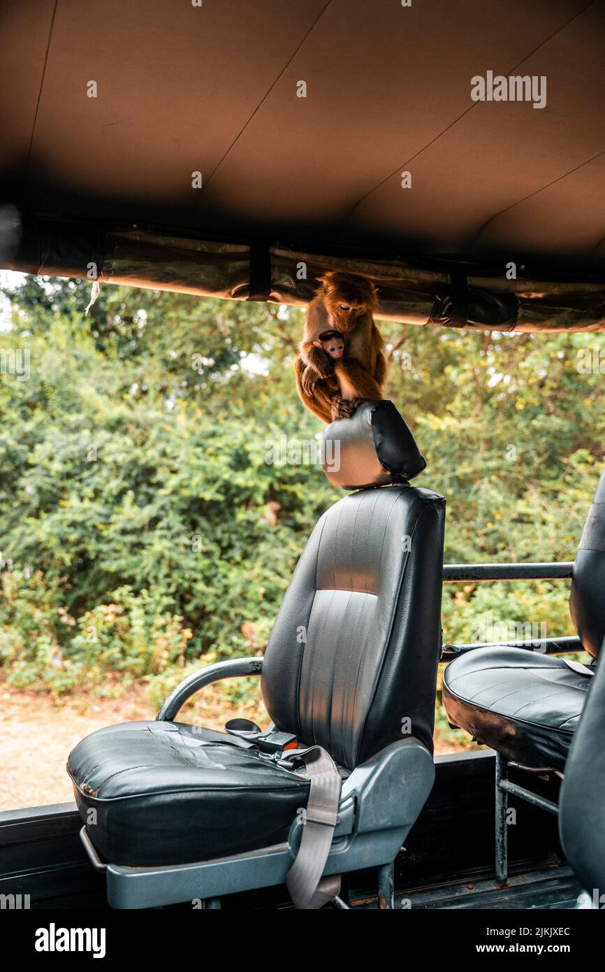 Monkey by car hi-res stock photography and images - Alamy
