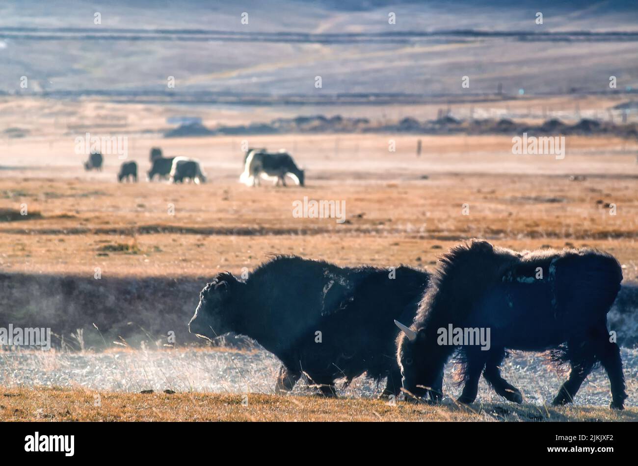 Wild furry bisons grazing in hi-res stock photography and images - Alamy