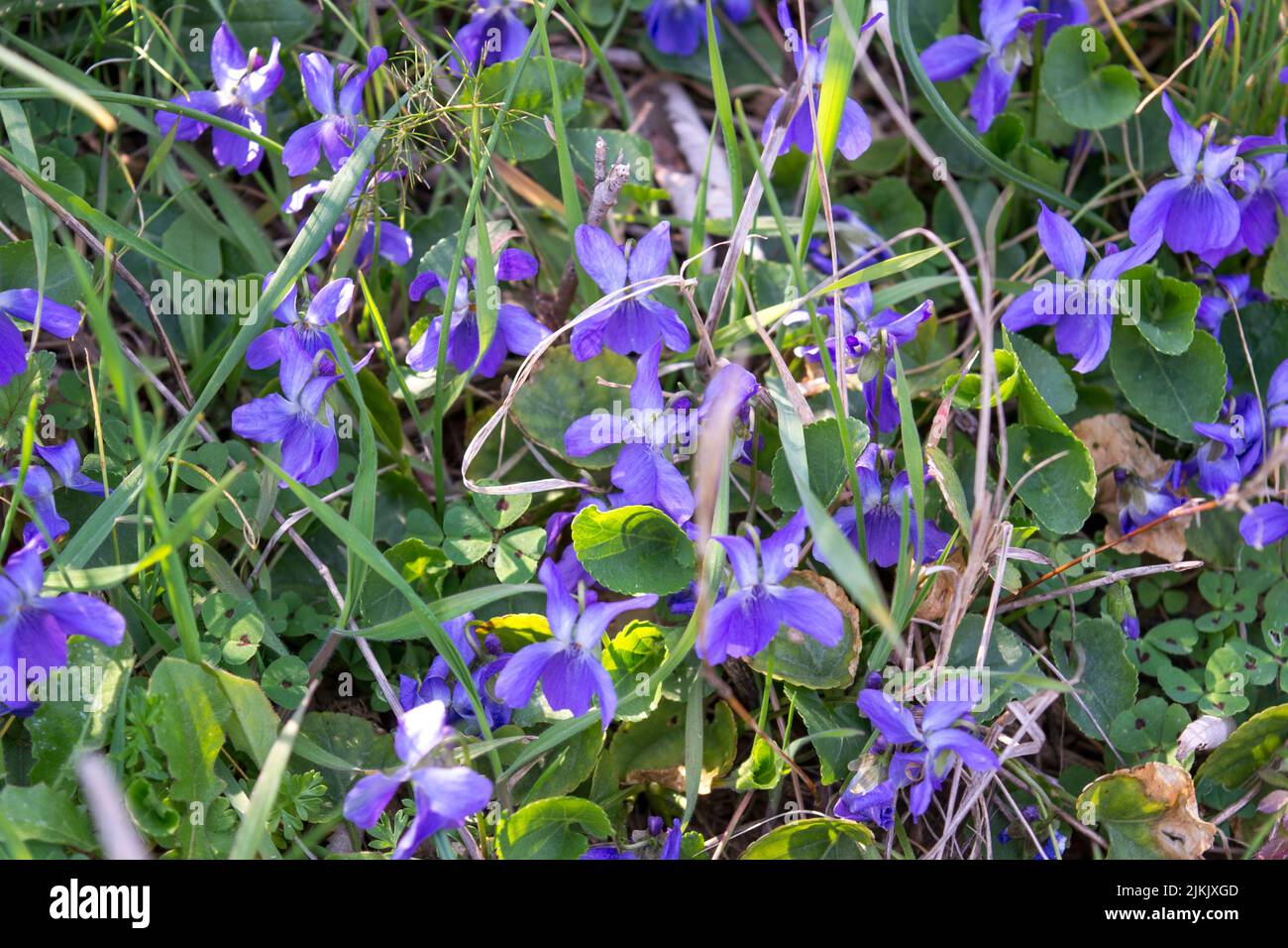 Violets petals hi-res stock photography and images - Alamy