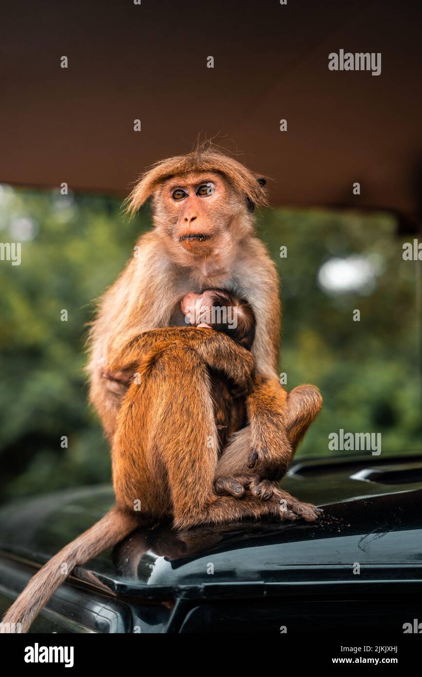 A vertical shot of a brown Bonobo monkey clutching its baby in a Sri ...