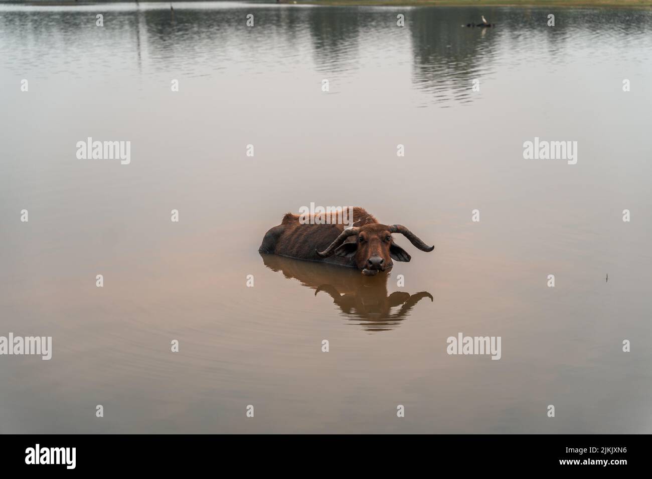 Bull swimming hi-res stock photography and images - Alamy