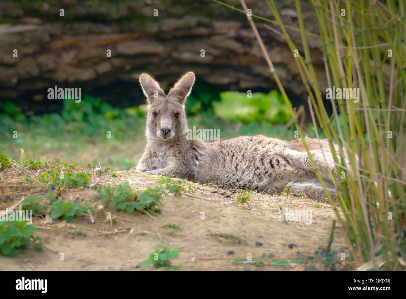 A Macropus kangaroo resting in a park Stock Photo - Alamy